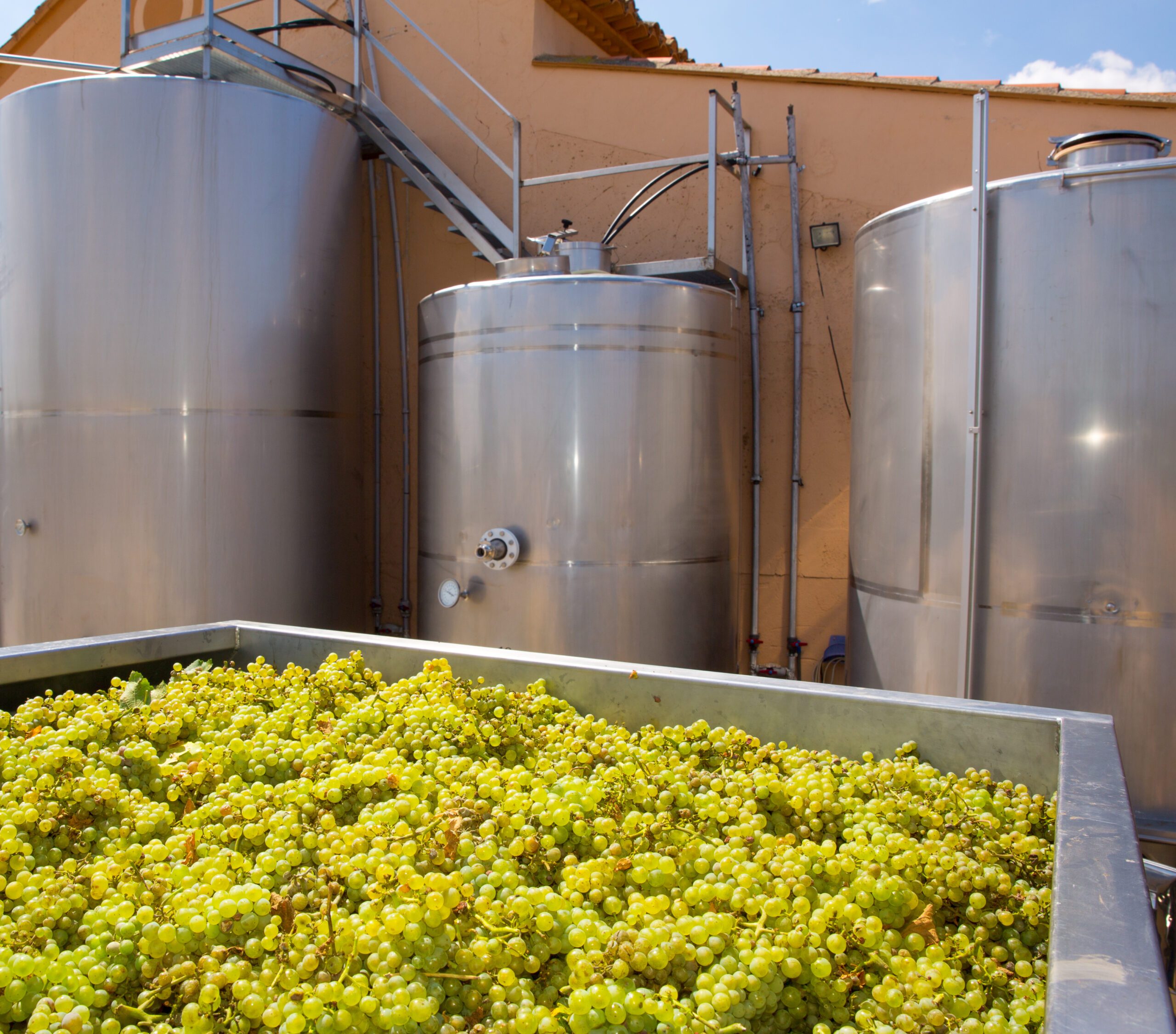 Produção de vinho, entenda quais são as principais etapas.
